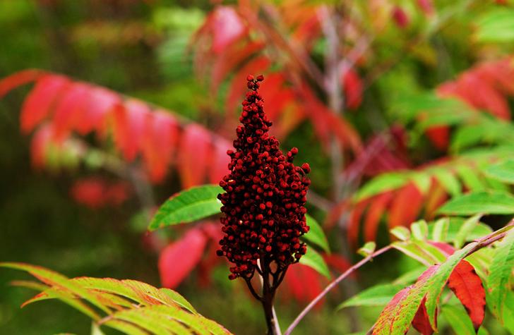 Staghorn Sumac Recipes – Supporters of Haudenosaunee Right to Hunt